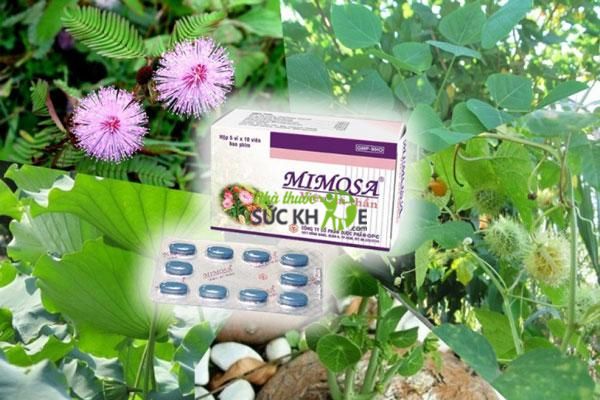 Mimosa là thuốc gì? Công dụng, cách dùng và giá bán?